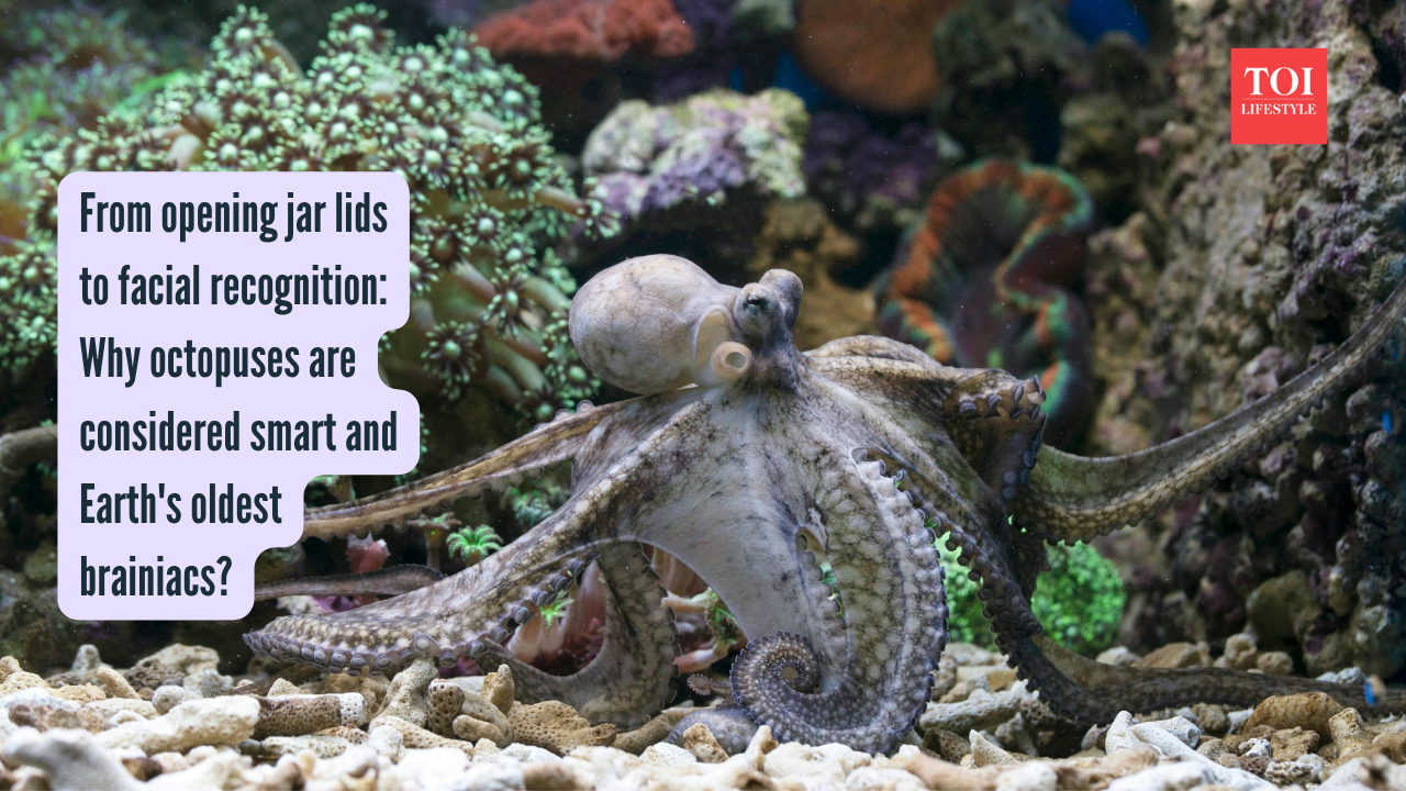From opening jar lids to facial recognition: Why octopuses are ...