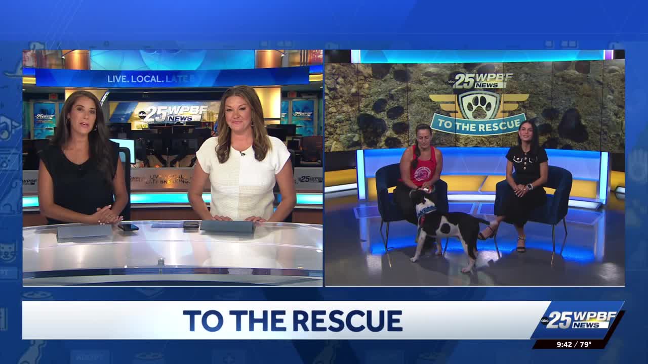 WPBF to the rescue: Helping animals find forever homes