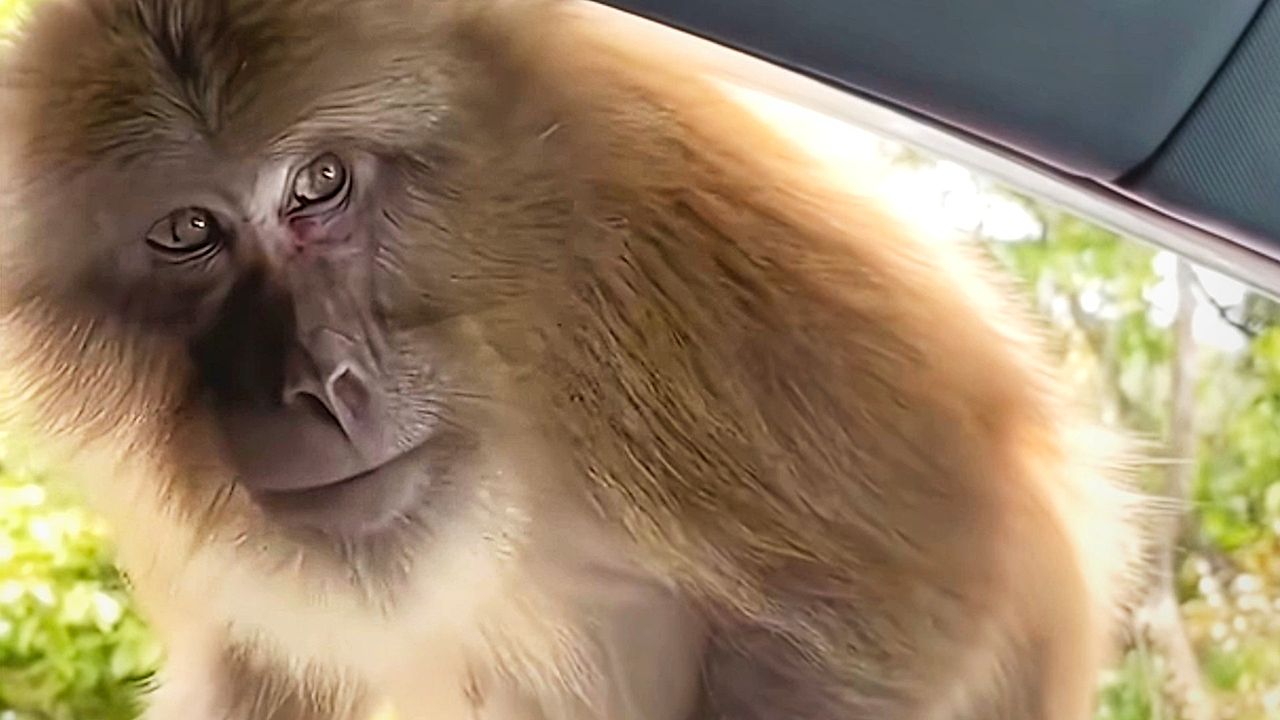 Monkey causes chaos climbing into car in China