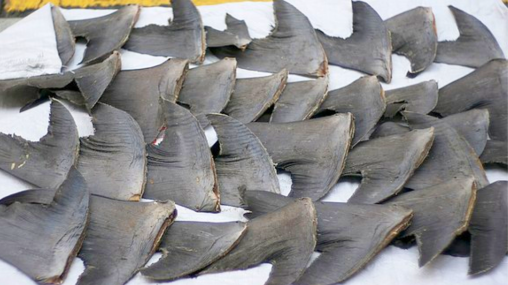Authorities intercept 50,000 shark fins in large-scale trafficking bust