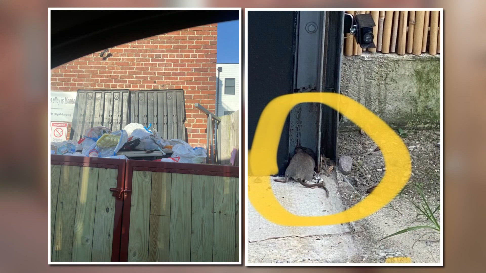 Rats take center stage in DC budget debate