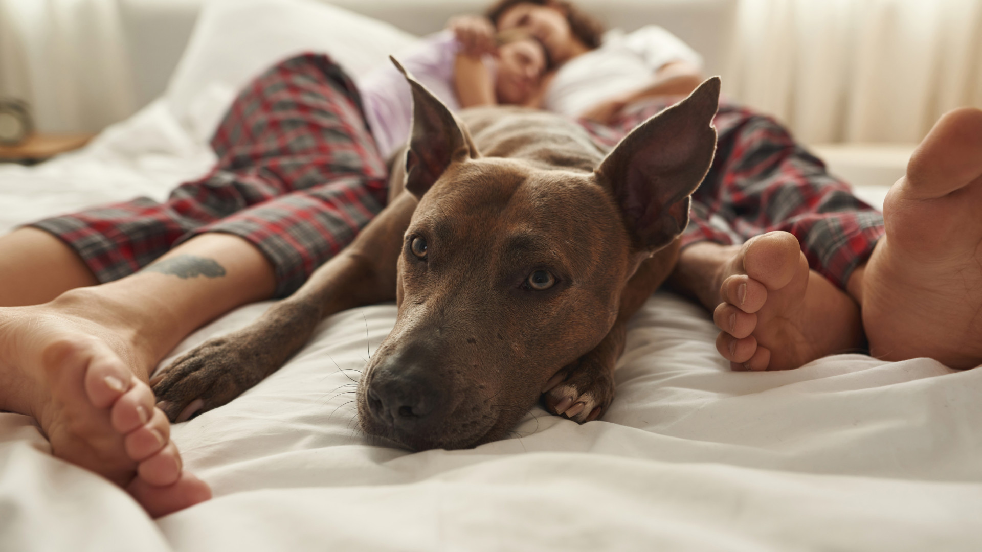 Could your pet be ruining your relationship?