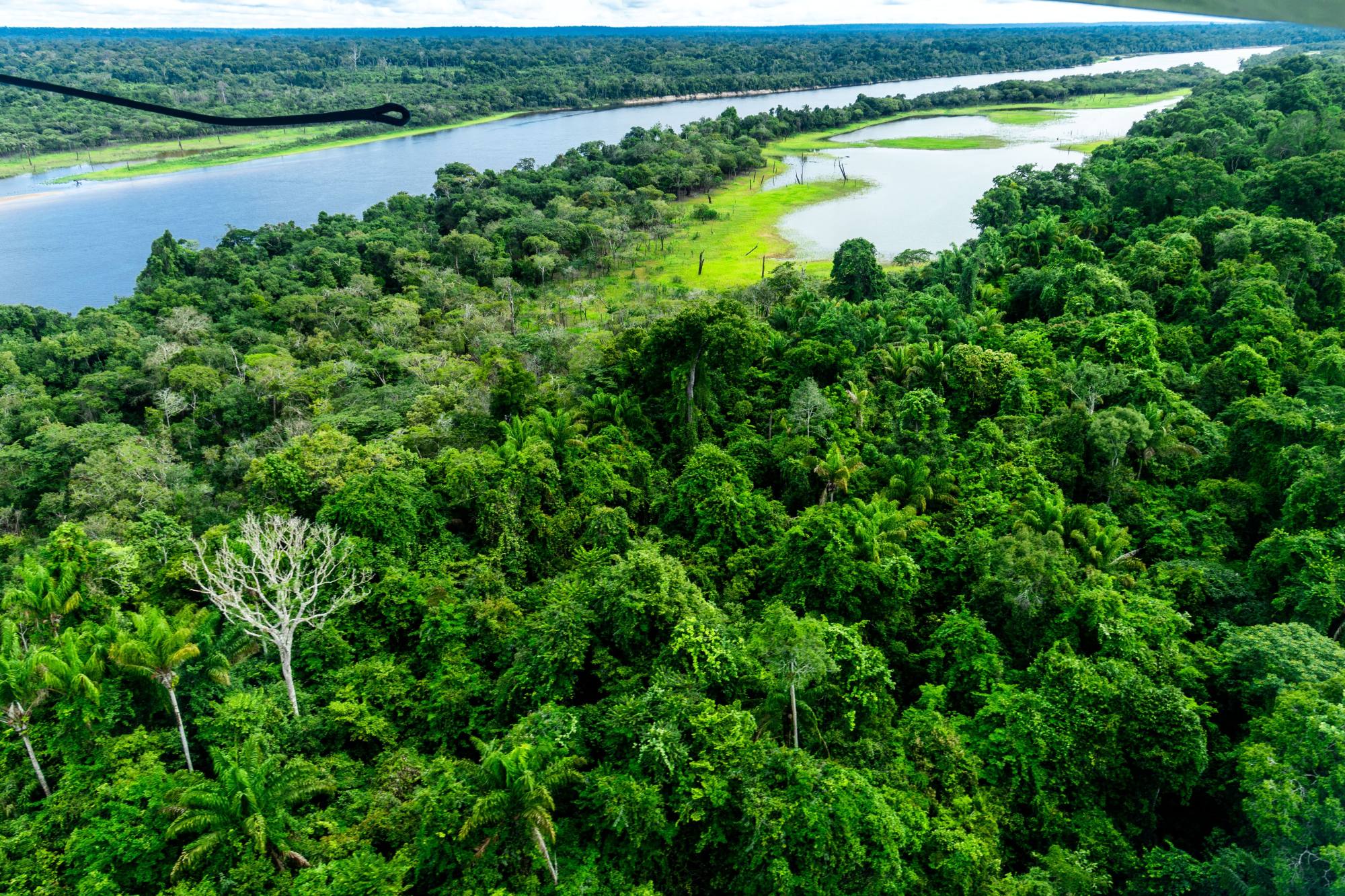 Tropical rainforest loss eases after record year, but still '11 ...
