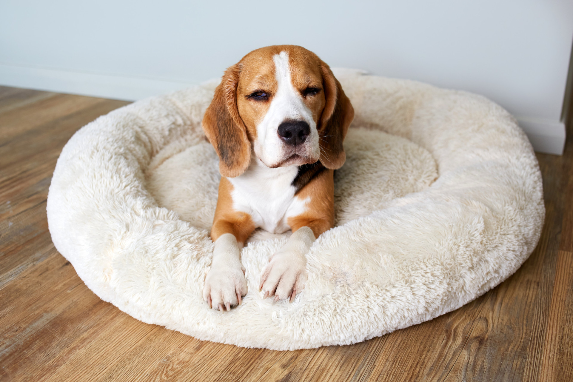 Could your pet be ruining your relationship?