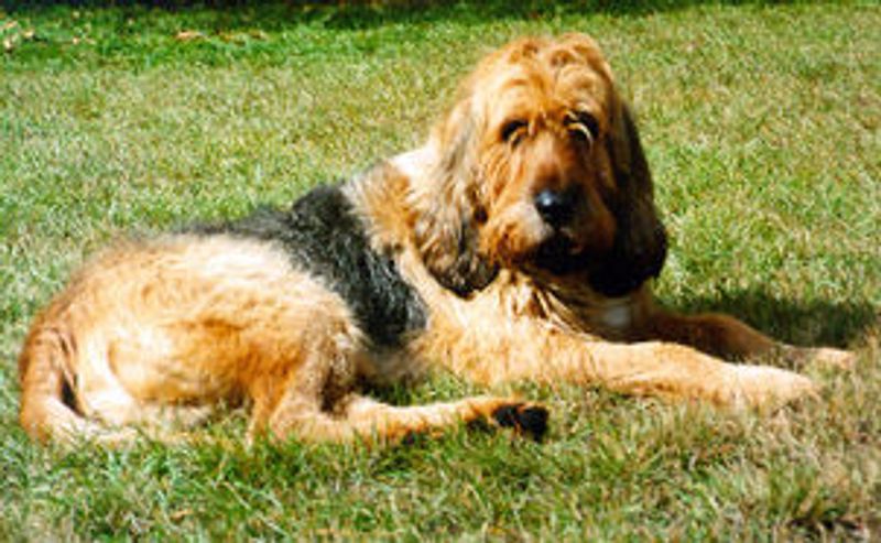 15 once-popular dog breeds that are now being overlooked