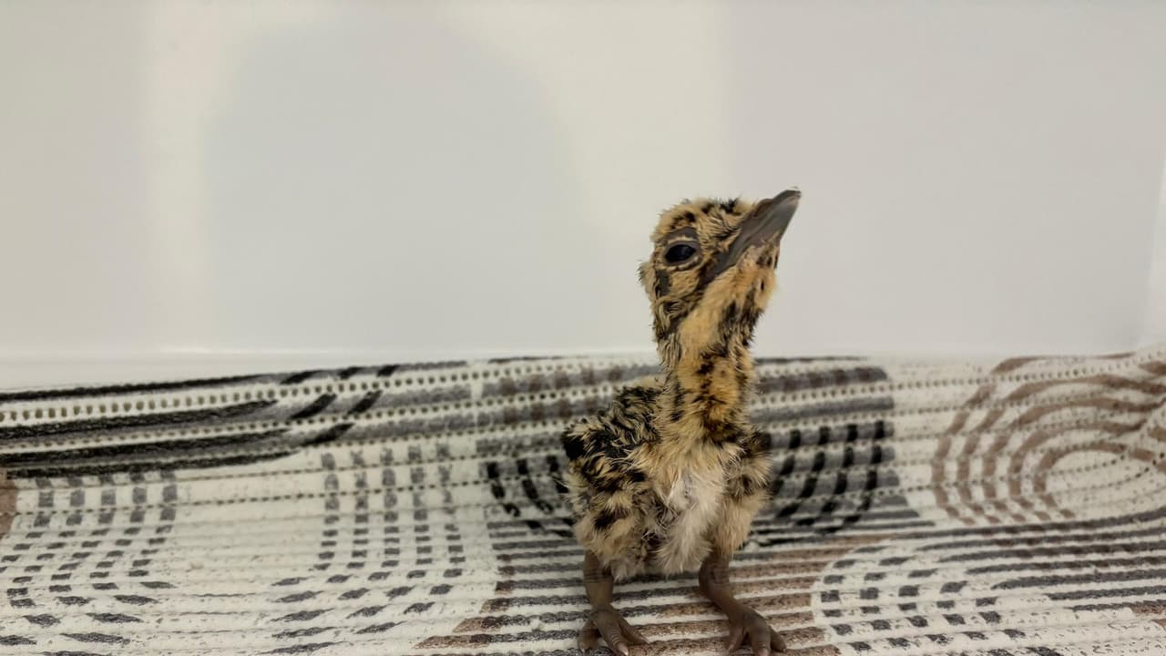 Hope for great Indian bustard as three new chicks born in Jaisalmer