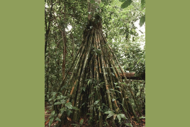 This tree can ‘walk’—but not in the way people think