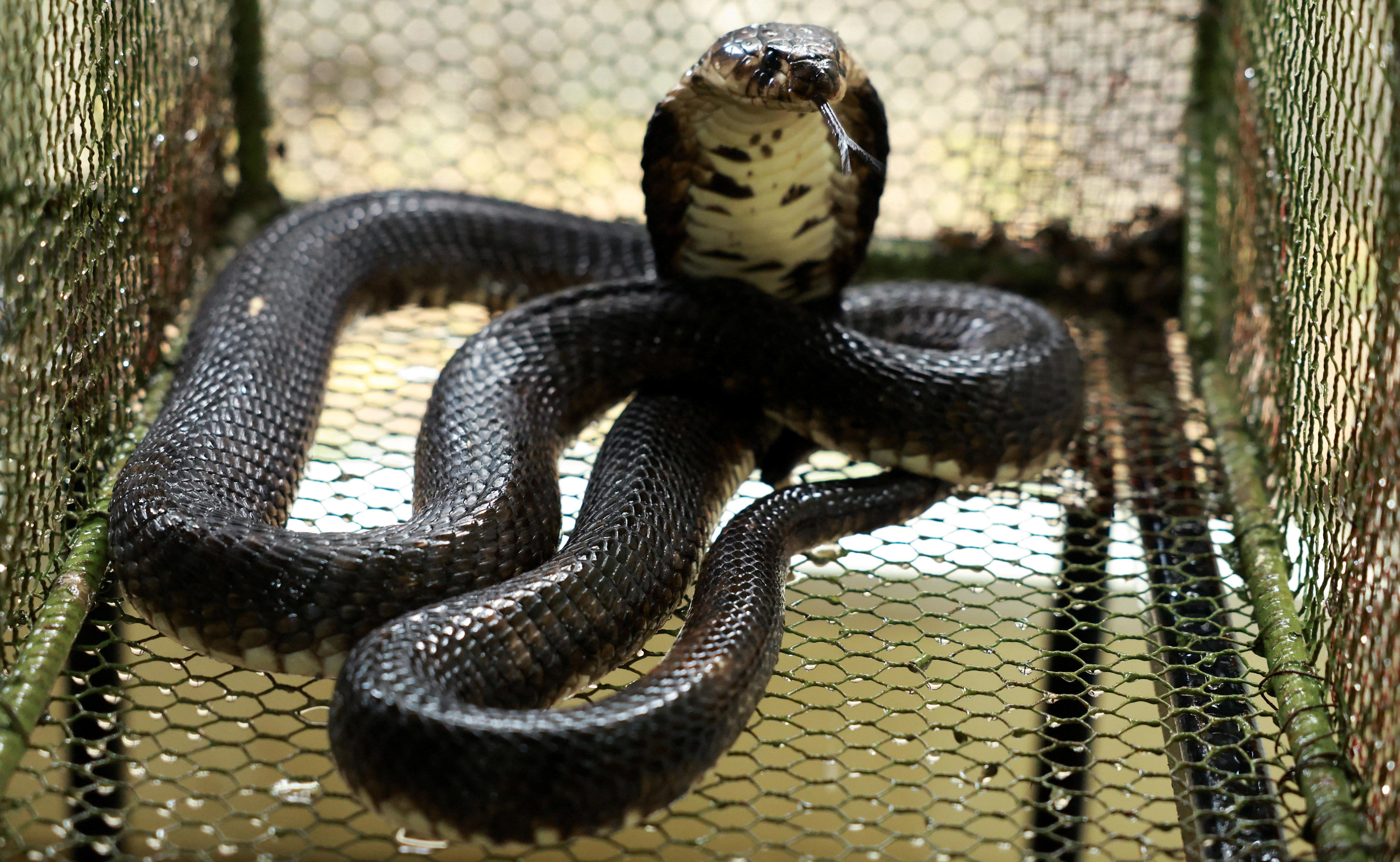 Tourist dies of possible cobra bite at luxury resort, police say