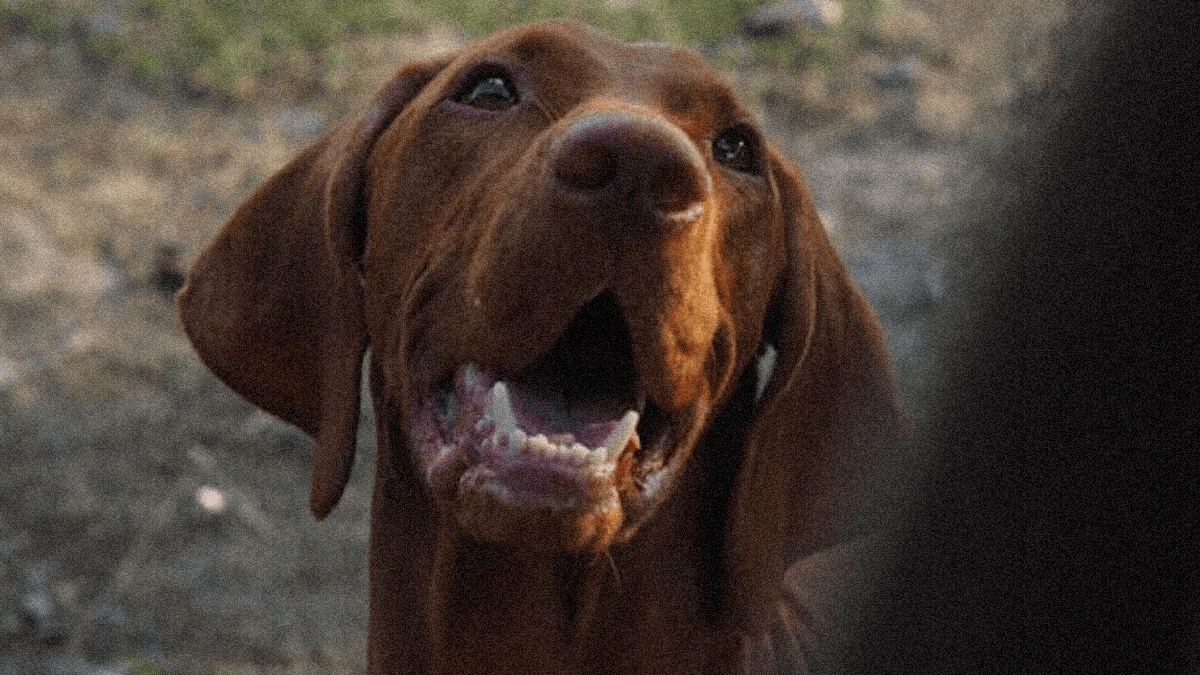 5 symptoms in dogs that could indicate illness, according to the ...