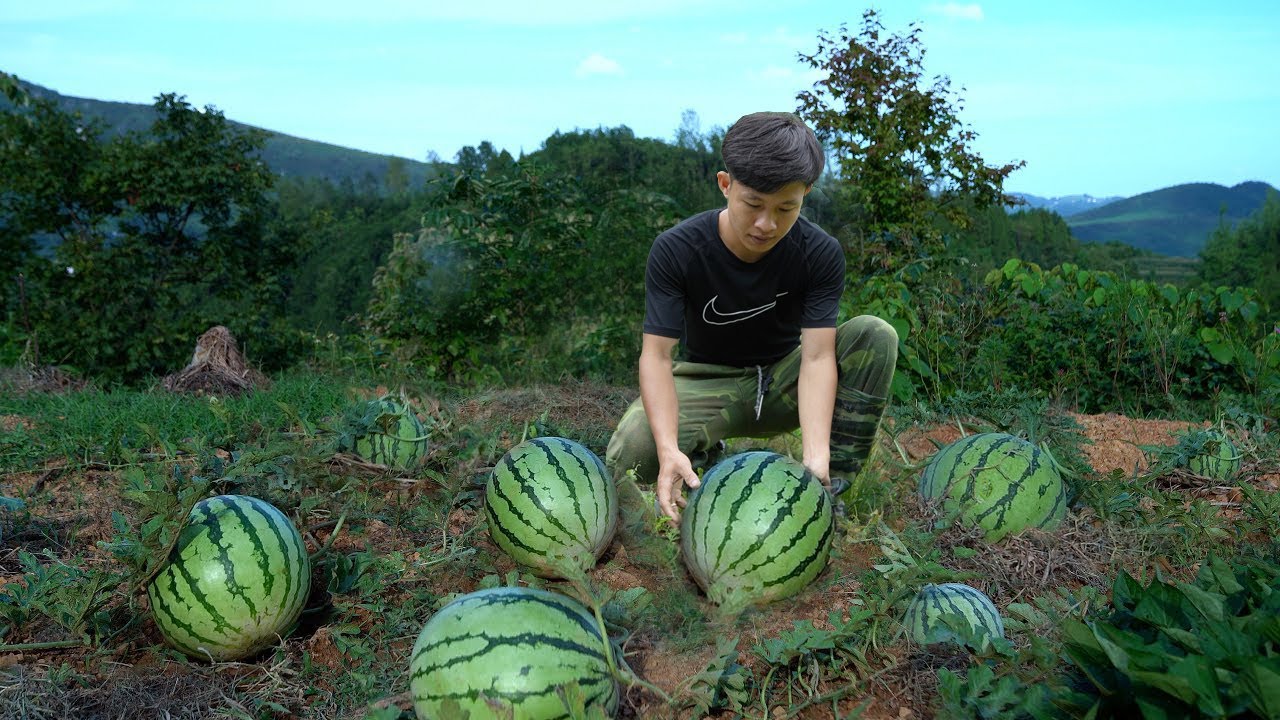 Harvesting watermelons on sandy soil and raising ducks