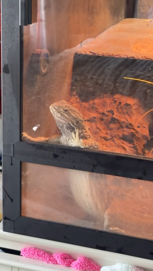 A bearded dragon’s mischief caught on camera