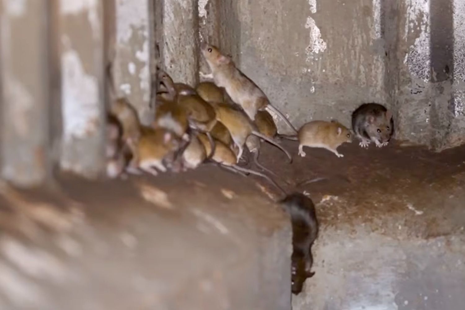 Mouse plague hits as thousands of mice seen swarming through farms