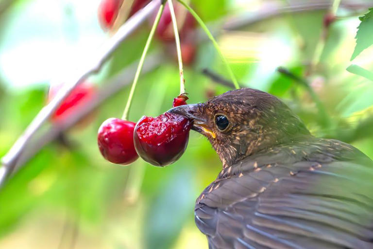 Add 1 thing to fruit trees and berry bushes in garden to keep birds ...