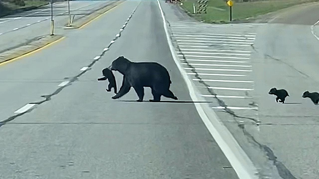 Mother bear carries cub across Pennsylvania road as three siblings ...