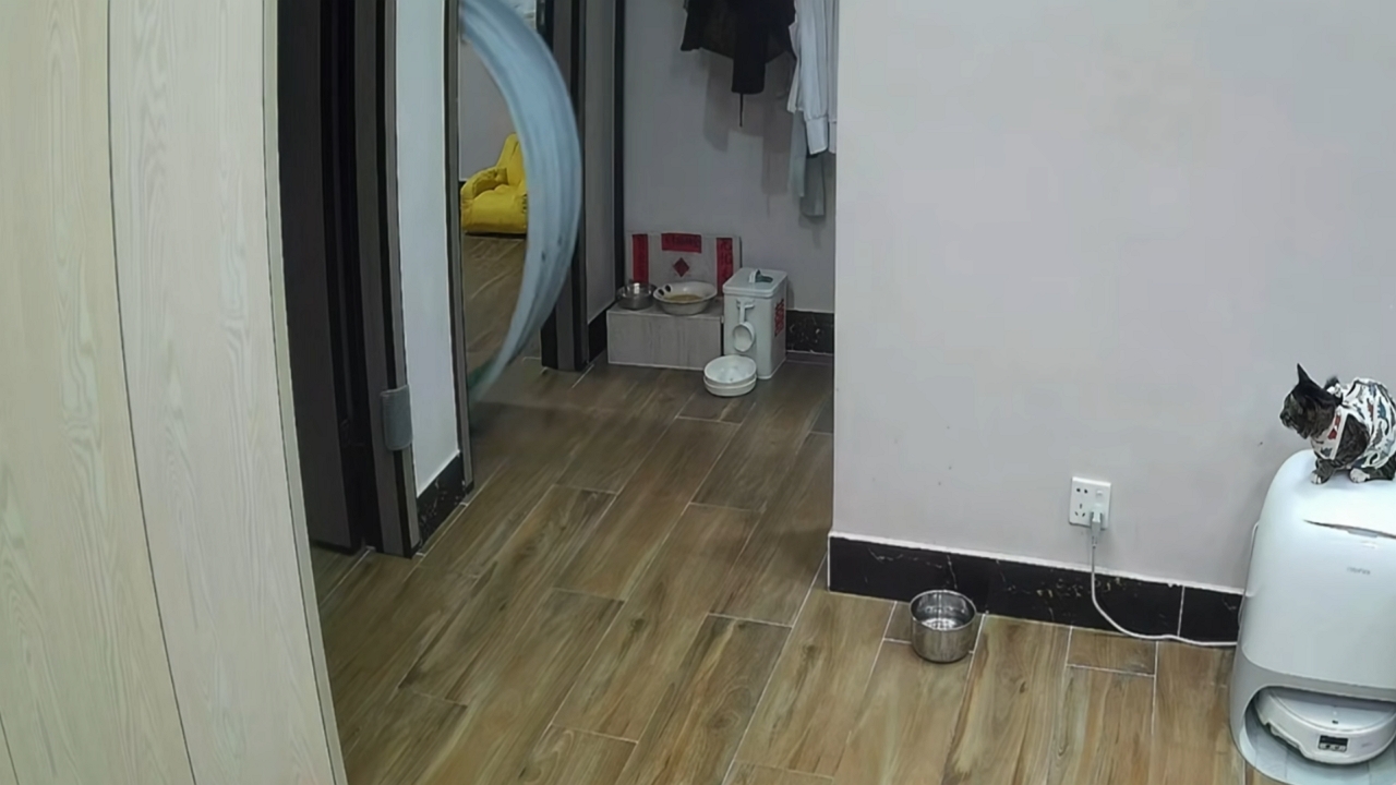 Cat takes a spin on pet wheel as friend watches in China
