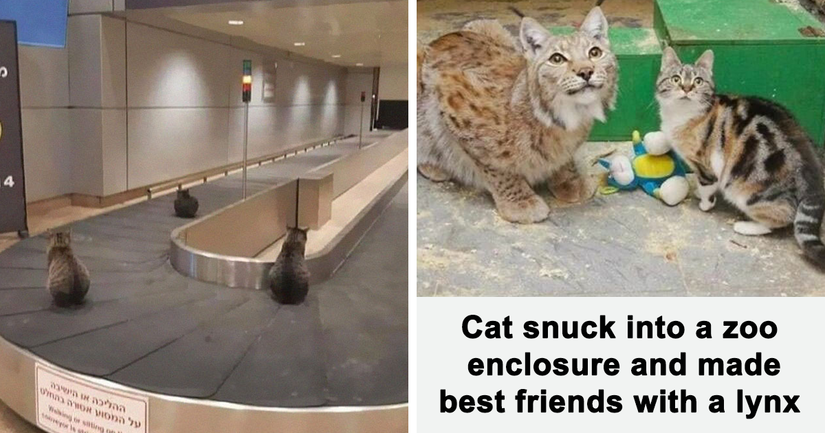 48 hilarious and bizarre pics of animals where they shouldn’t be