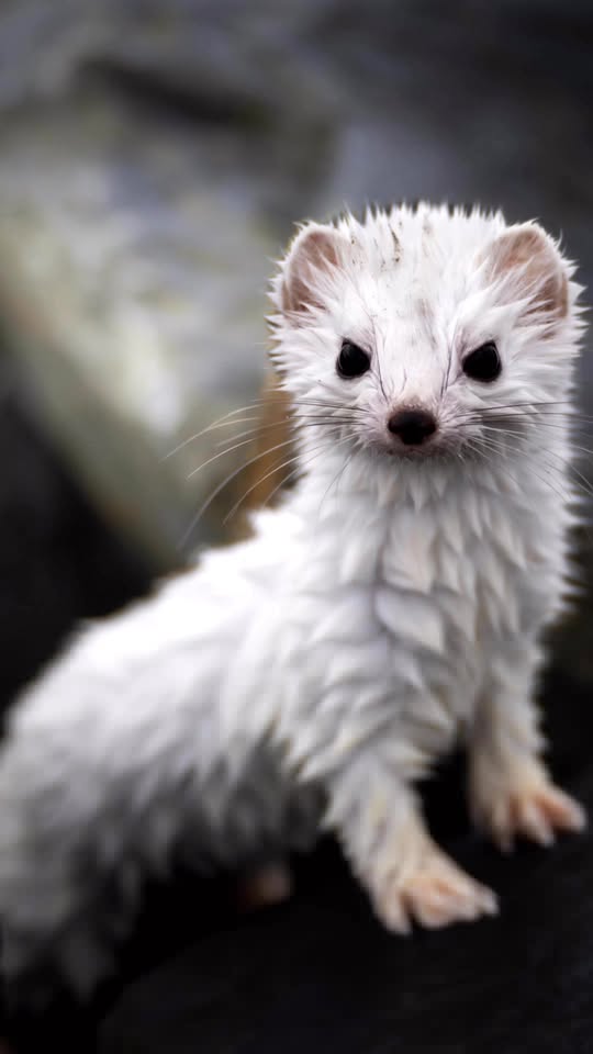 The ermine small predator with incredible speed and skill