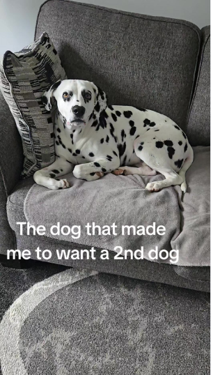 The second dog will test your patience