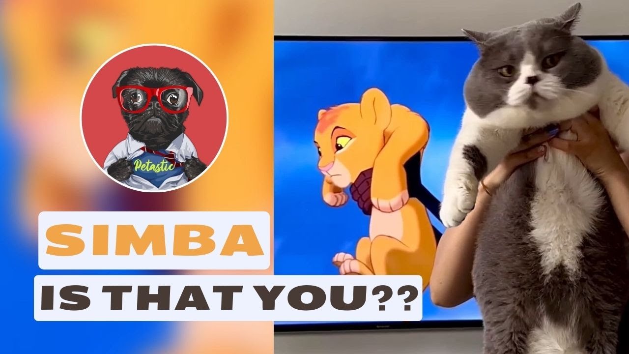 Pets being silly and lovable moments you’ll enjoy