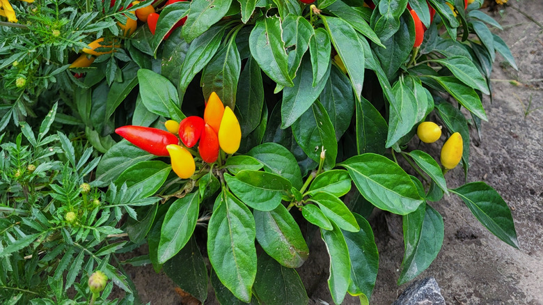 Make your small row garden a bountiful paradise with these 10 plants