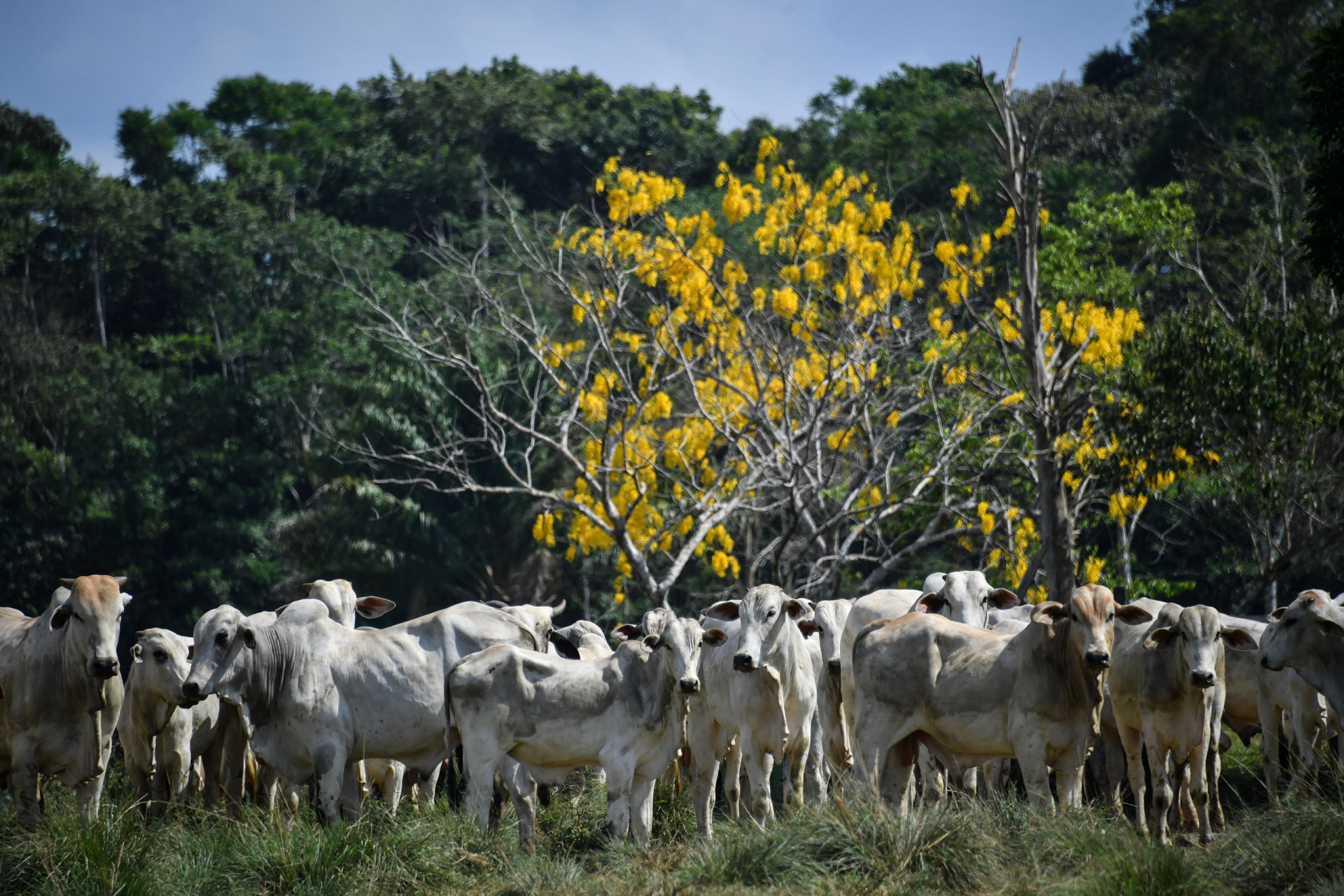 Foods that are destroying the rainforest