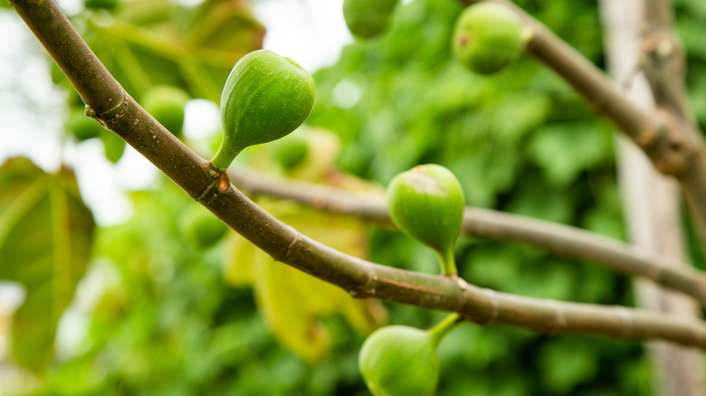 What makes Adriatic figs unique?
