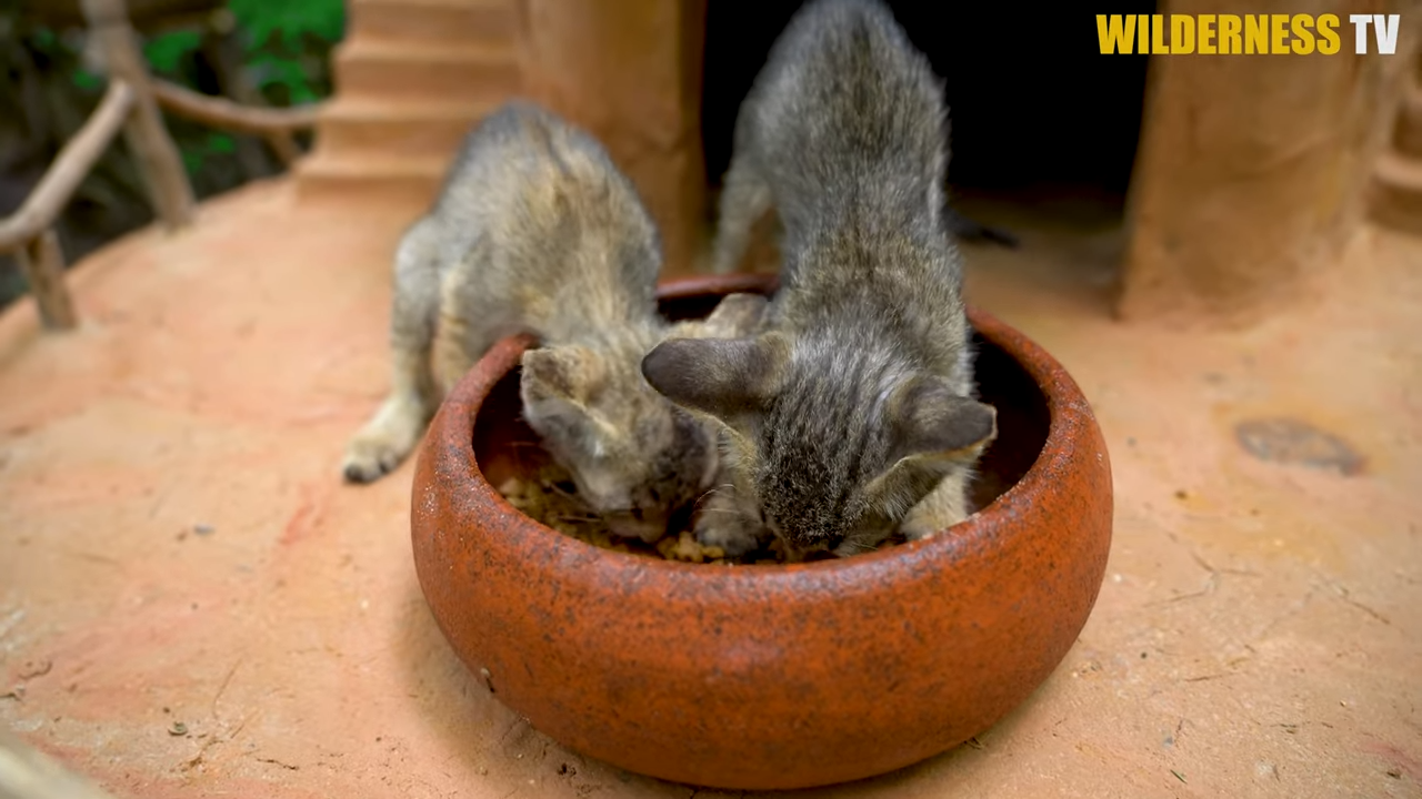 Watch hungry abandoned cats get a safe shelter with a fish pond nearby