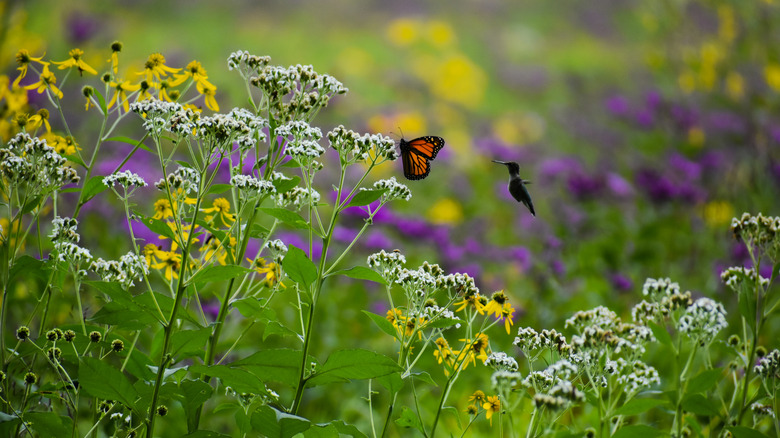 Plant these 15 flowers by your birdbath for a backyard full of birds ...