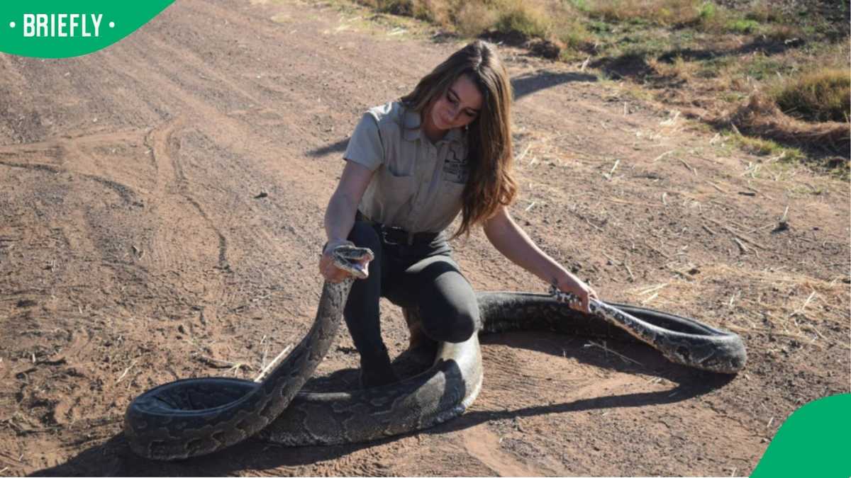 Warmbad woman catches nearly 5m African lazysnake and releases it on a farm
