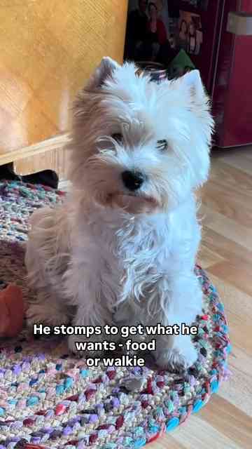 Why this Westie is different from the rest
