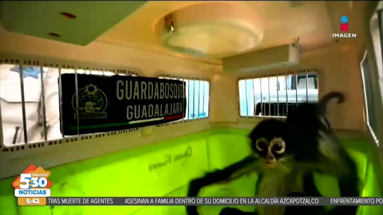 Aseguran mono araña tras ser localizado en una vivienda de Guadalajara