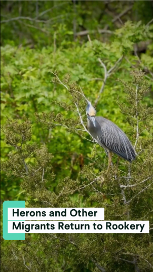 Herons and other migrants return to rookery
