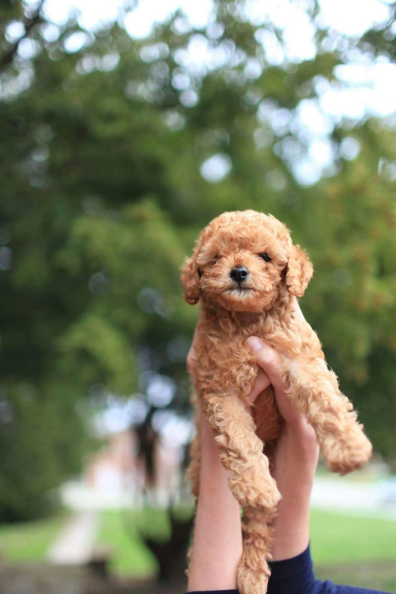 14 clever small dogs that stand out for their intelligence