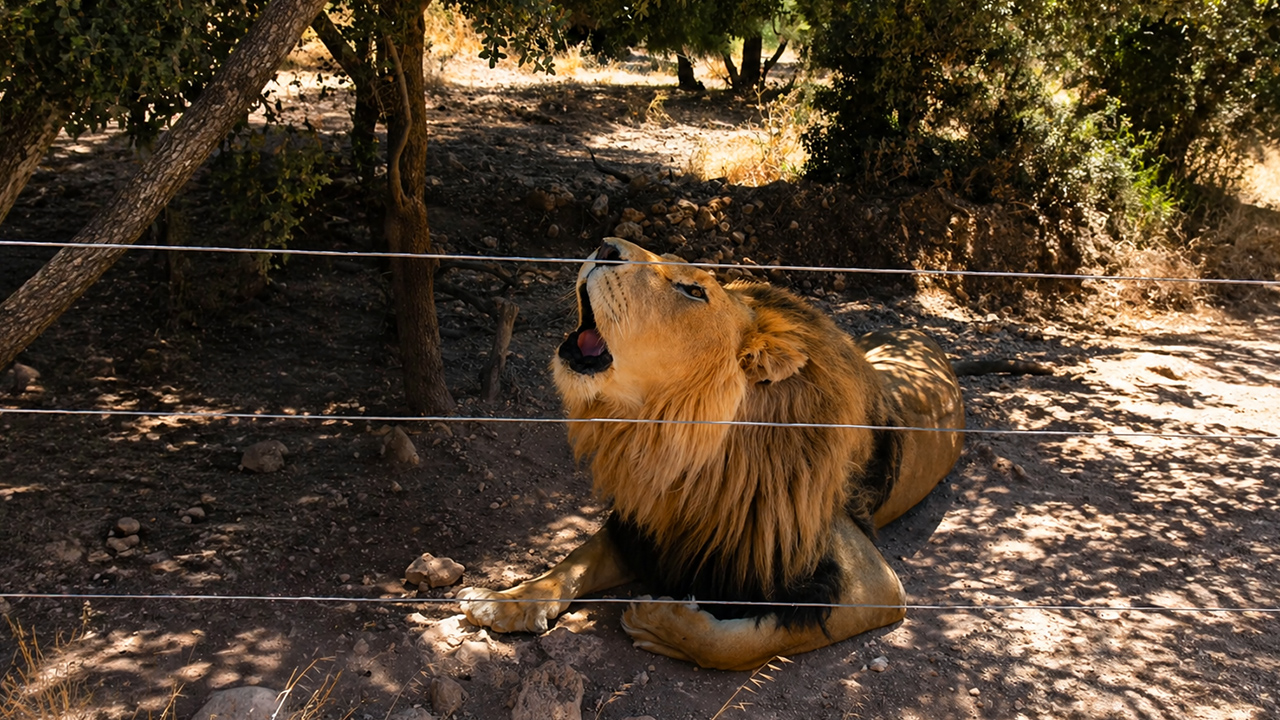 Watch what happens when you meet a sad lion