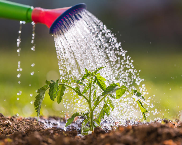 Do your tomato seedlings have yellow leaves? These 5 common mistakes ...
