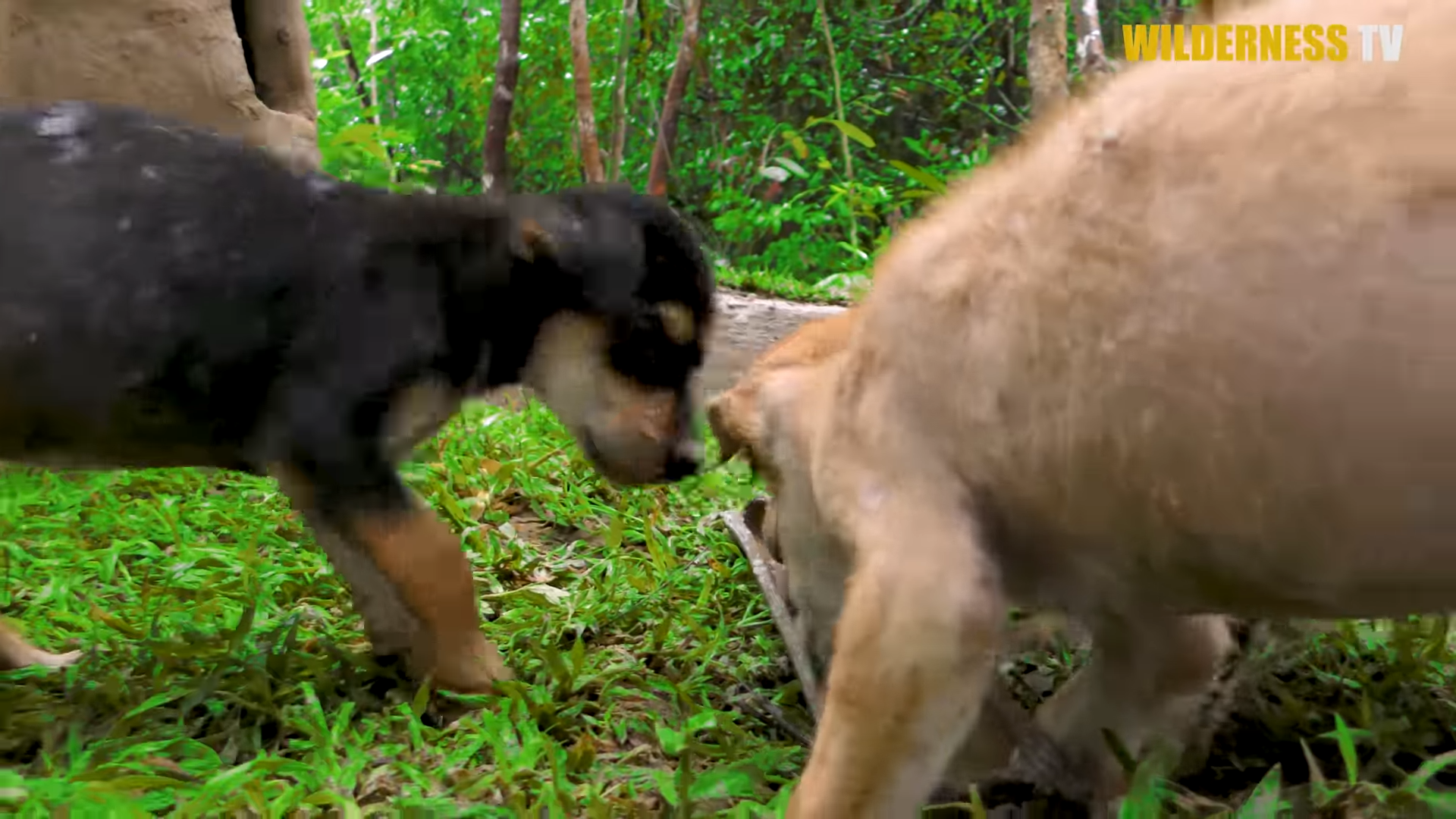 Watch weak hungry puppies finally feel safe in their castle playground