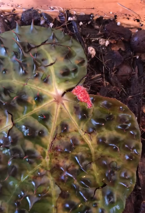 How to propagate begonia rex from a leaf cutting step by step