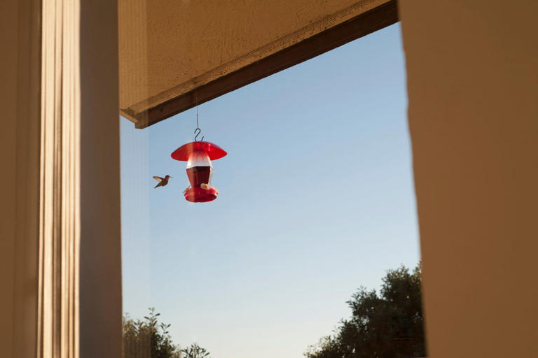 Where to hang a hummingbird feeder (most people get this wrong)