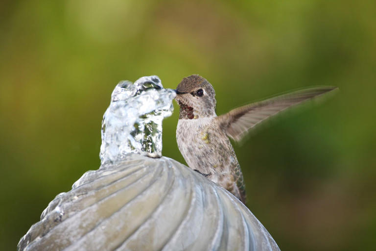 Where to hang a hummingbird feeder (most people get this wrong)