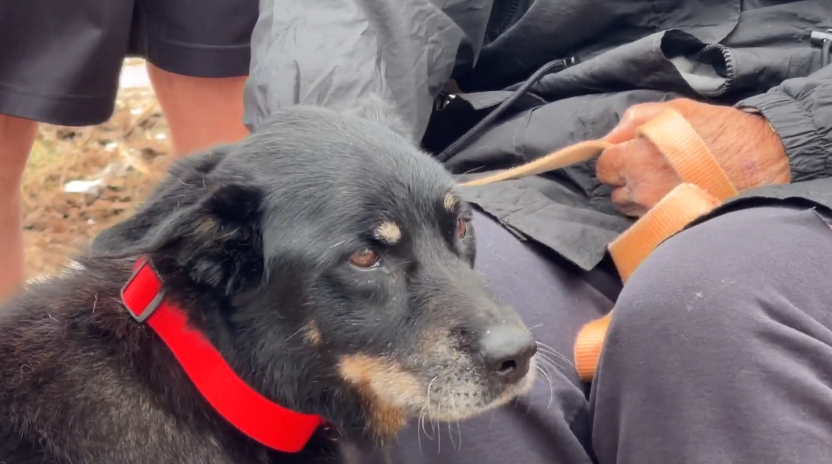 Dog survives 44 hours in rubble after EF-4 tornado levels homes in Oklahoma