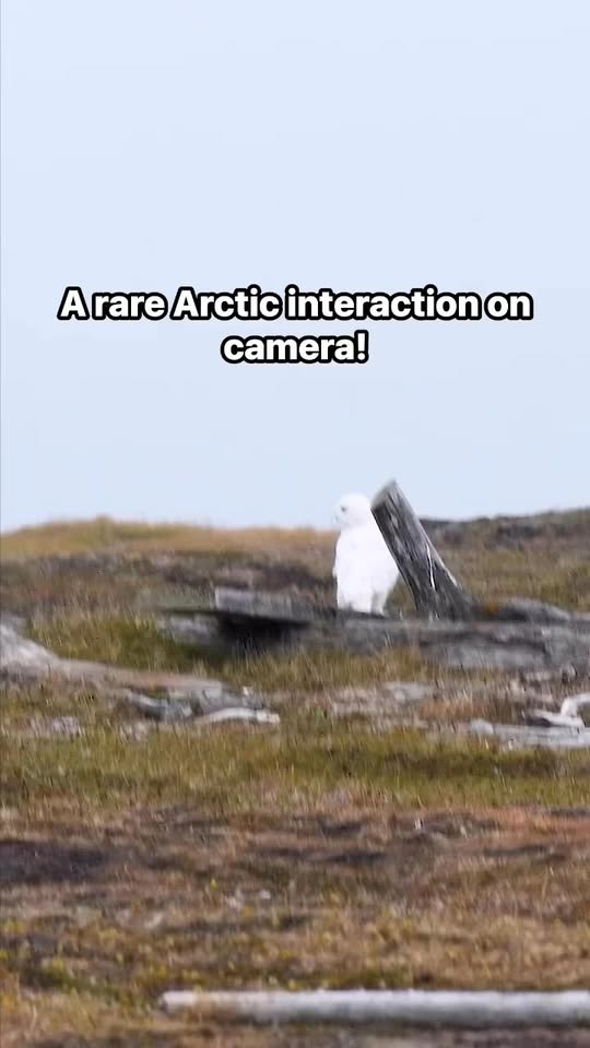 Arctic fox and snowy owl: The wildlife that changed everything