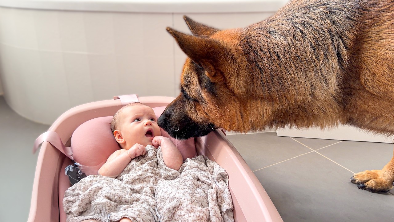 German shepherd reacts to newborn baby bath
