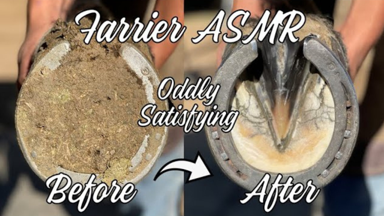 Full front hoof restoration oddly satisfying farrier ASMR