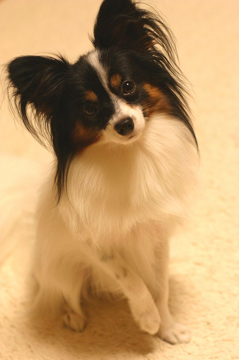 14 clever small dogs that stand out for their intelligence