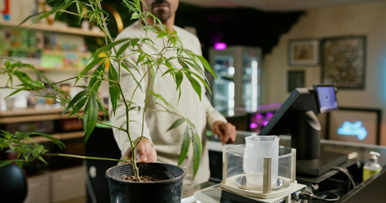 Reclassification of marijuana opens doors for much-needed medical ...