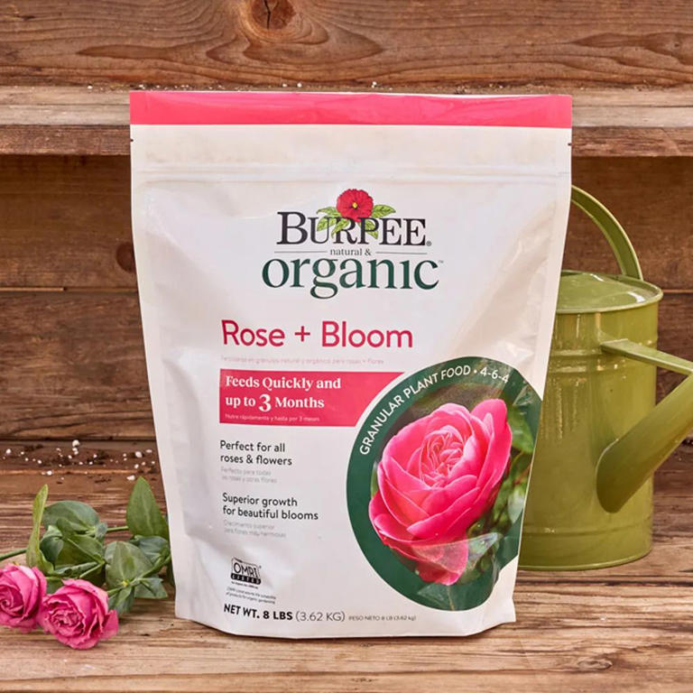 This beginner-friendly rose represents peace, hope, and unity: how to ...