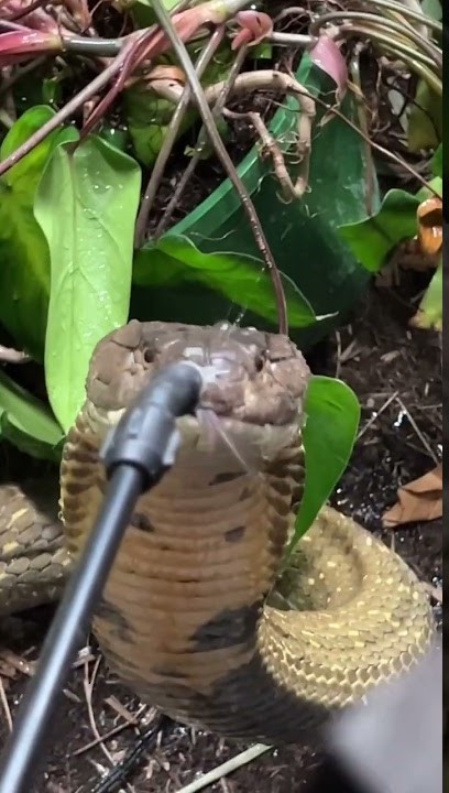 Giant king cobra drinks water!
