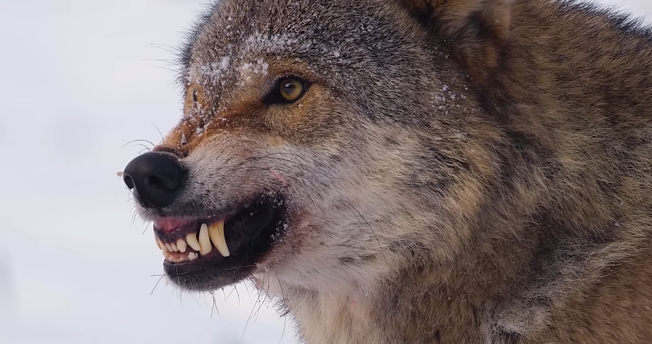 Watch what happens when the rarest wolf defends its territory against ...