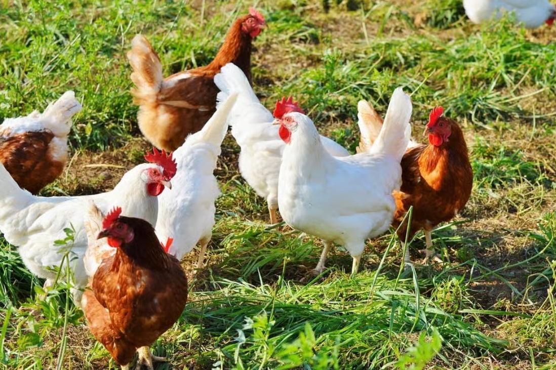 Bird flu: Boost for province's poultry sector as lifting of avian ...