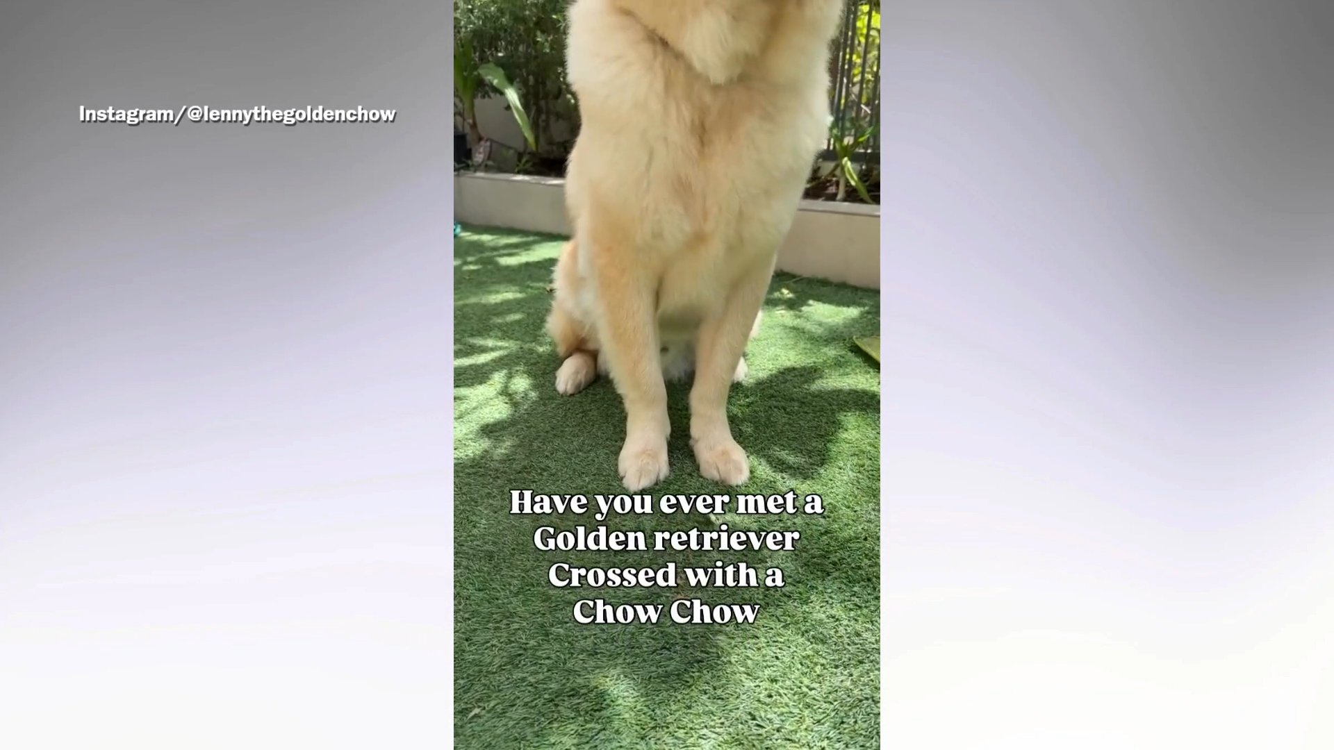 Owner shows off golden chow mix